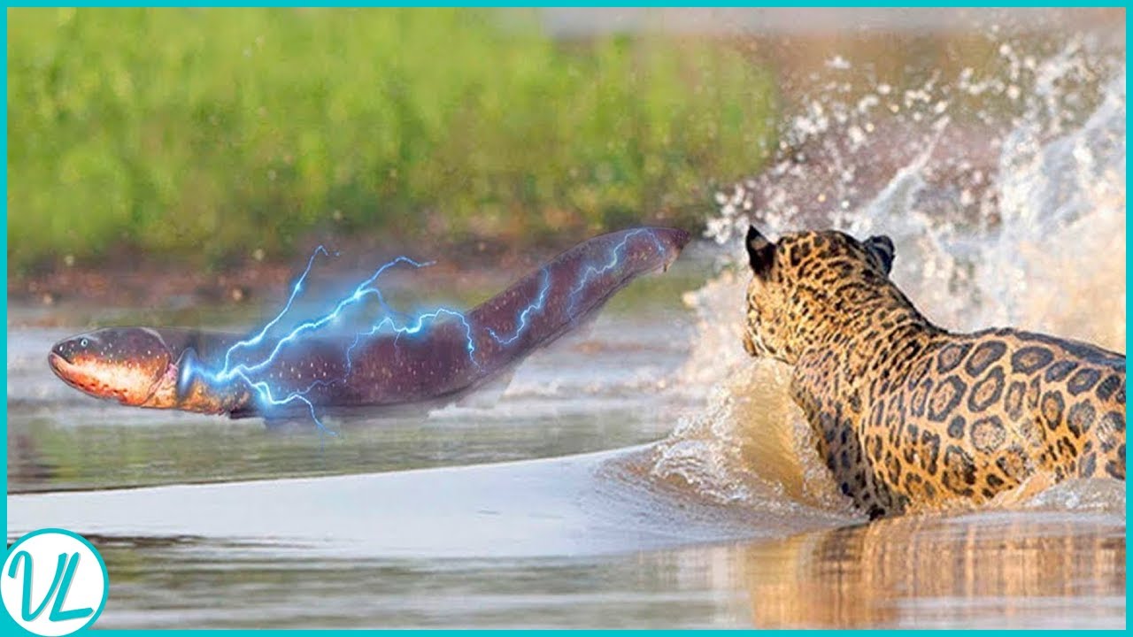 860 Volt Electric Eel Shock: What Happens When You Get Zapped? - YouTube