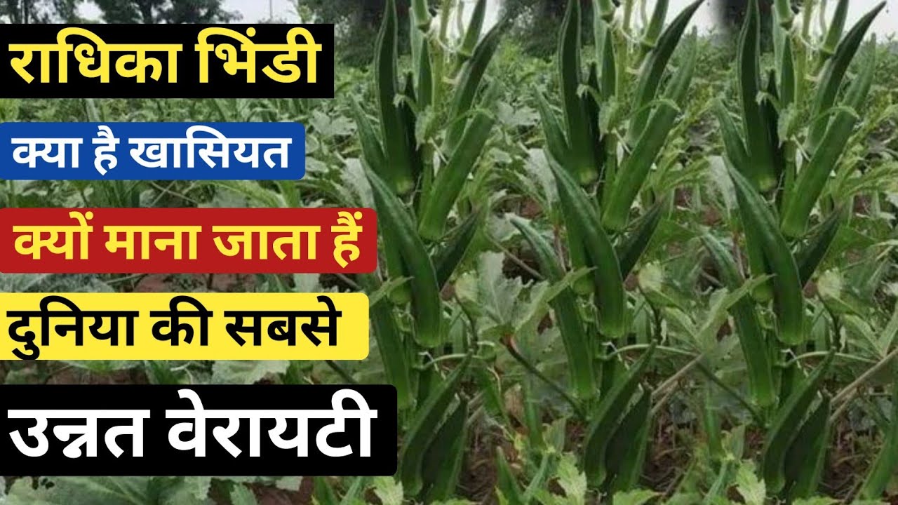 Advanta Radhika Bhindi | Radhika Bhindi | okra seeds | radhika bhindi ...