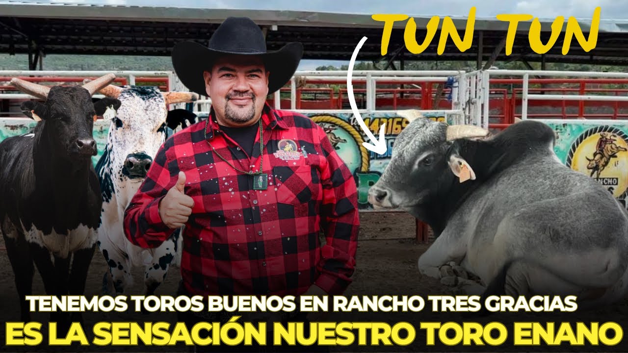 NUESTRO TORO ENANO ES LA SENSACIÓN DEL RANCHO - YouTube