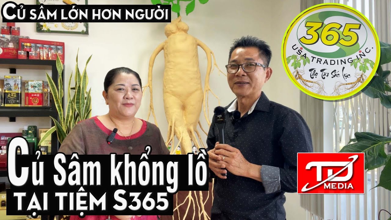 Củ SÂM KHỔNG LỒ tại tiệm S365 - Lần đầu chứng kiến củ Sâm "lớn hơn ...
