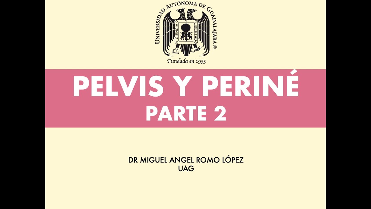 ANATOMÍA PELVIS Y PERINÉ | PARTE 2 - YouTube