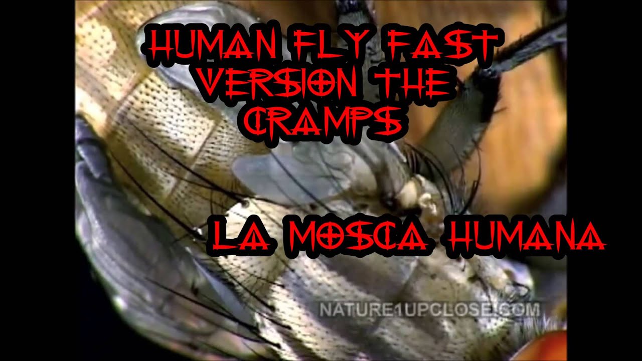 Human Fly Fast Version (The Cramps) - YouTube