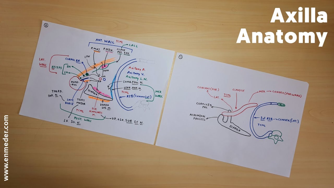Axilla Anatomy | Part 6 | Content Diagram | TCML - YouTube