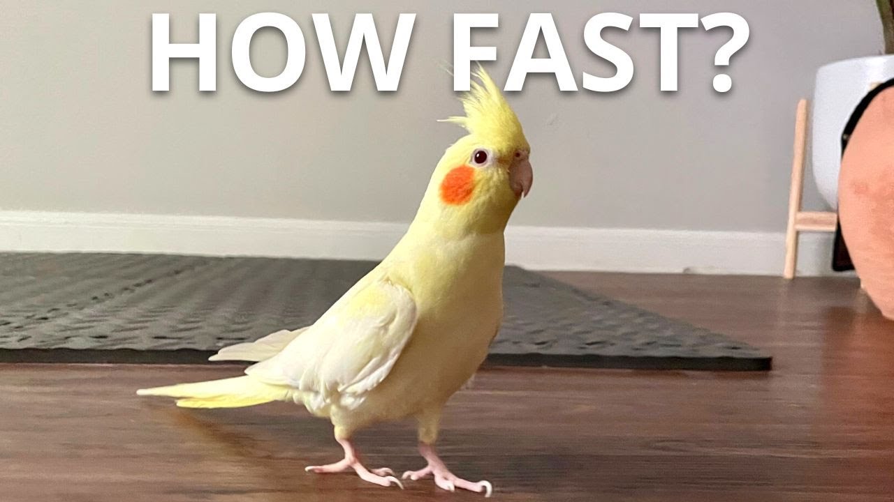 How Fast Can A Cockatiel Run - YouTube
