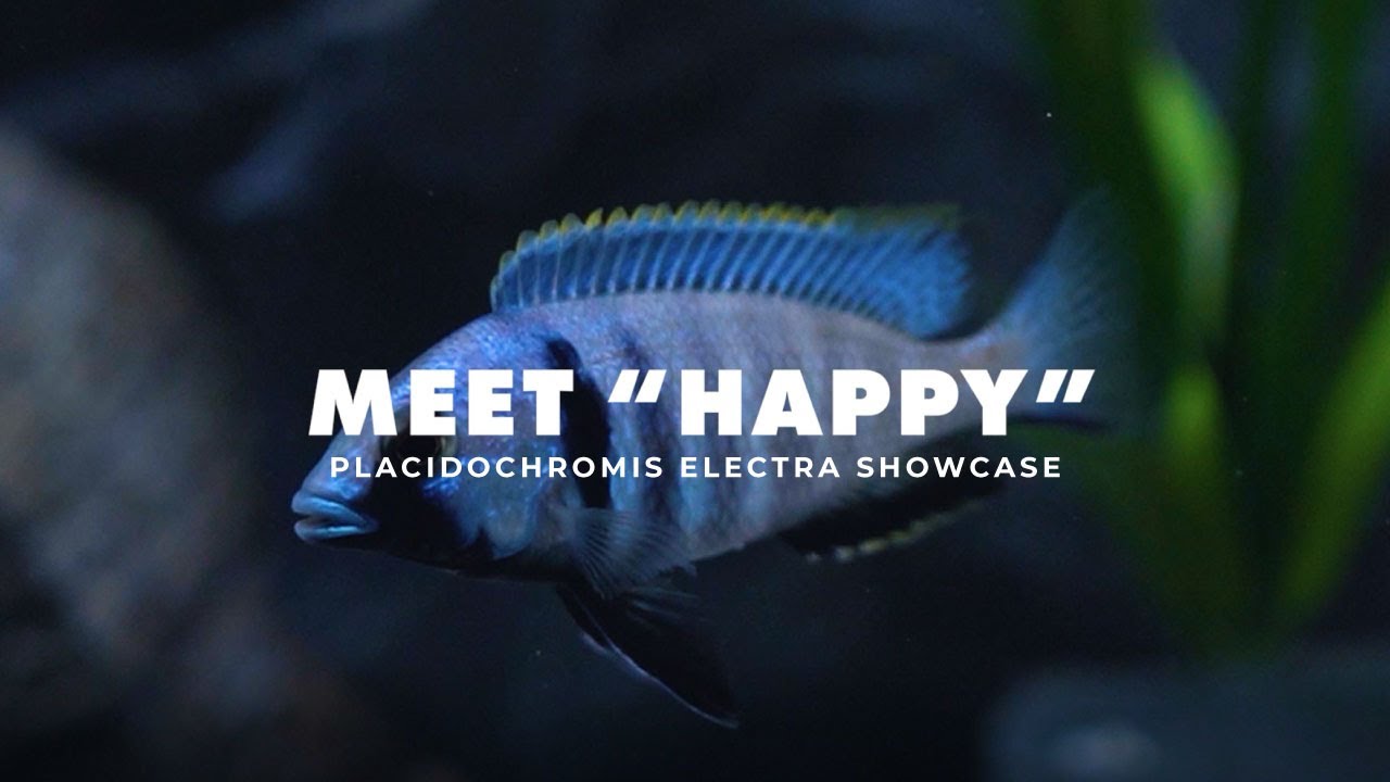 Deep Water Hap Showcase - YouTube