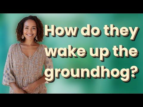 How do they wake up the groundhog? - YouTube
