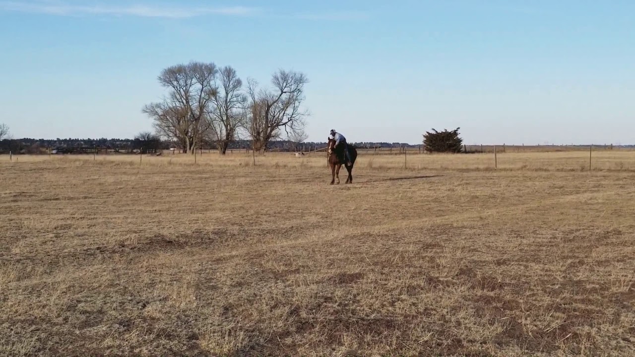 Lot #174 'Sam' Pitzer Spring Sale - YouTube