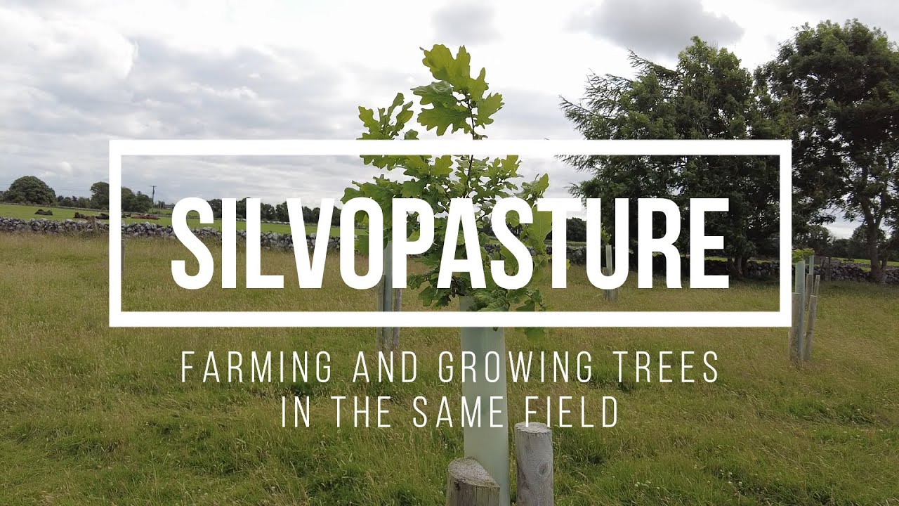 Silvopasture – Farming and Growing Trees in the same field - YouTube