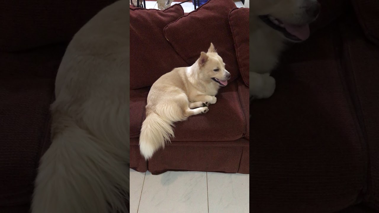 Labrador Japanese Spitz mix - YouTube