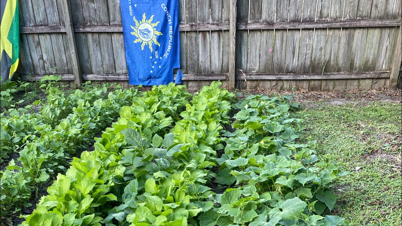 North Florida Fall Vegetable Gardening - Crazy Summer and My ...