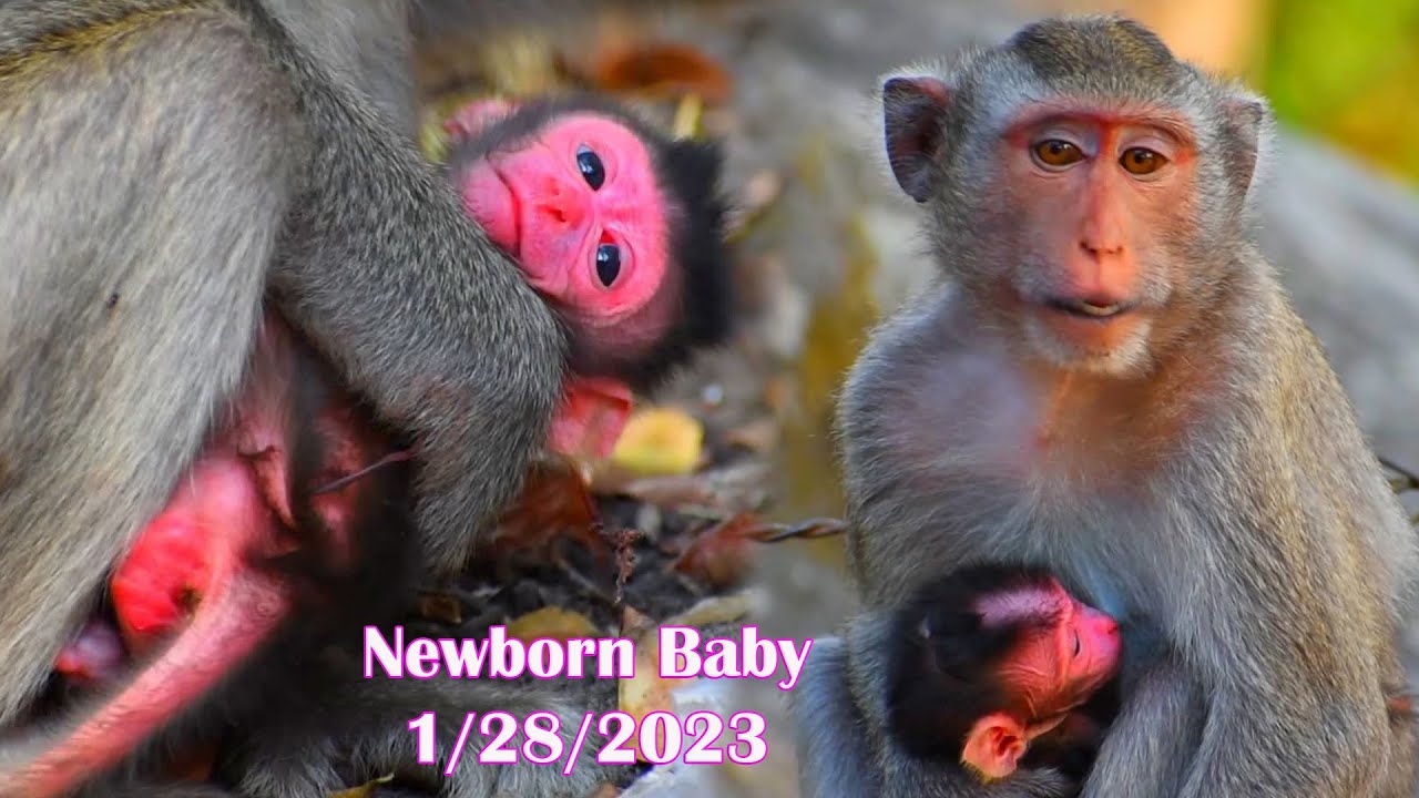 Congratulations to the mom monkey who just gave birth to her first ...