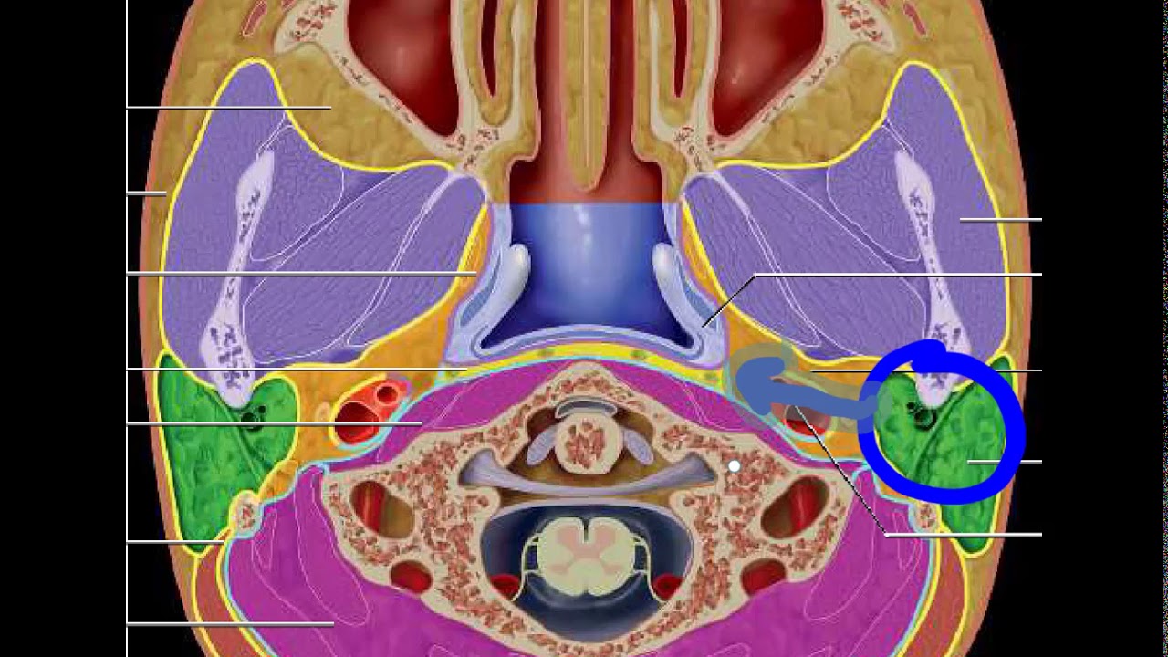 SUPRAHYOID NECK SPACES - YouTube