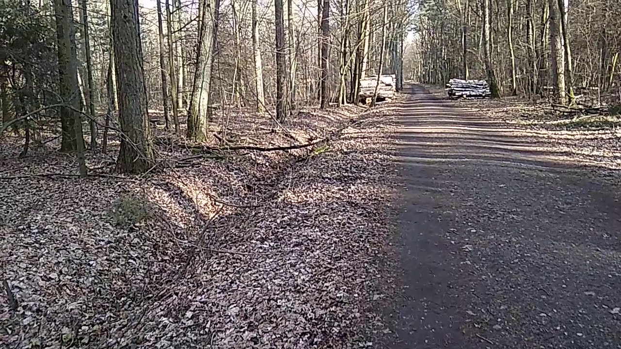 Polski las w lutym - Polish forest in February - YouTube