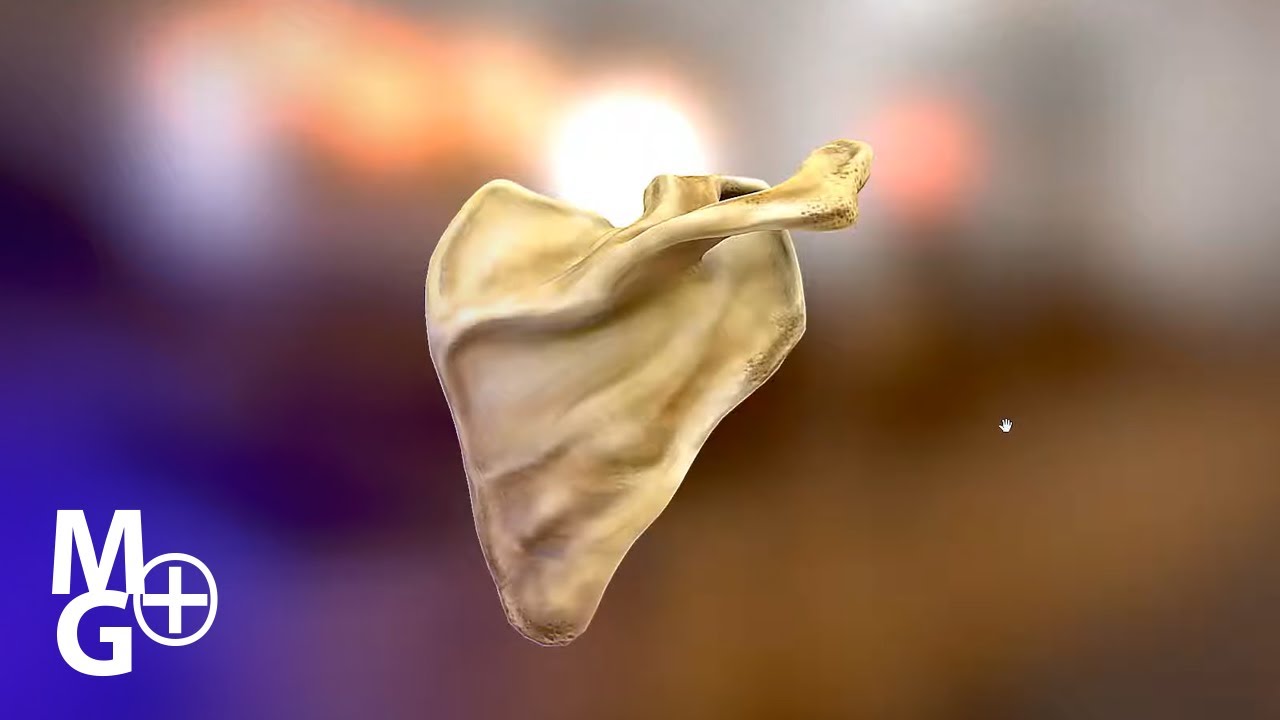 Scapula (Omoplatul) Curs /Prezentare 3D- Anatomie - YouTube