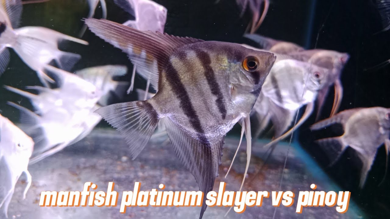 ikan hias cantik manfish platinum slayer dan pinoy murah. - YouTube