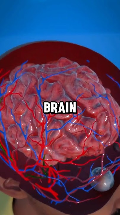 Grow new brain cells! #brain #brainhealth #braincells #healthtips - YouTube