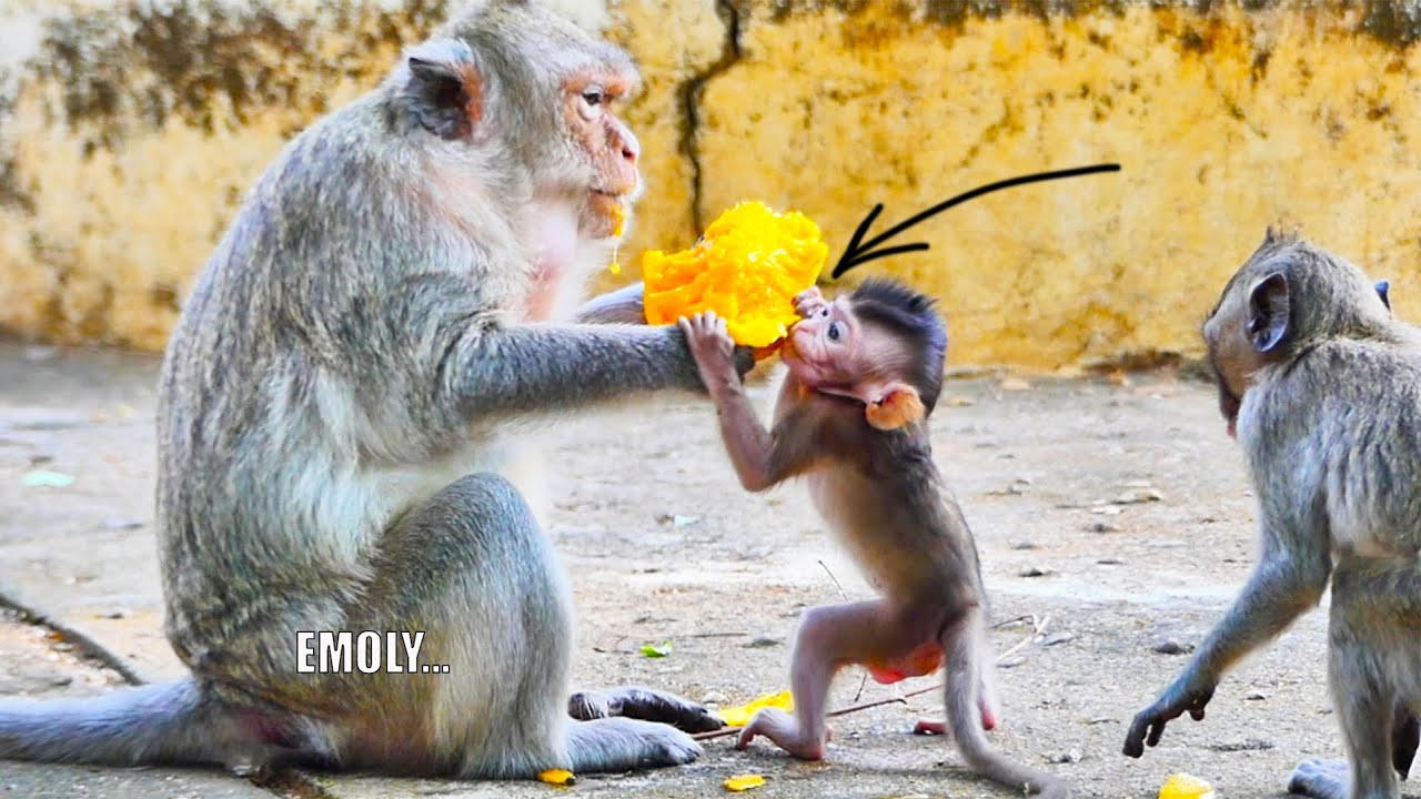 I'm hungry, please give me some food! Cute baby monkey EMOLY trying to ...