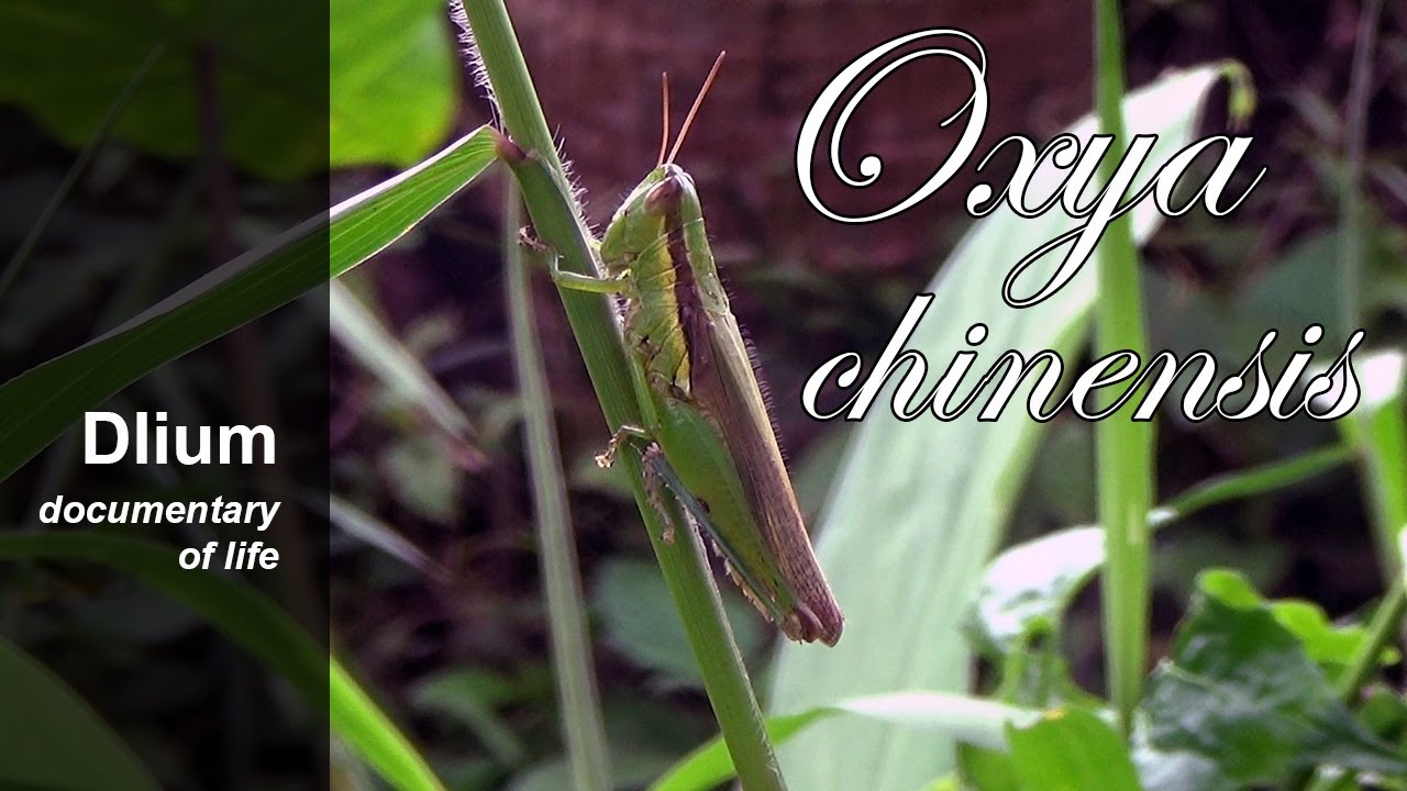Chinese rice grasshopper (Oxya chinensis) - YouTube