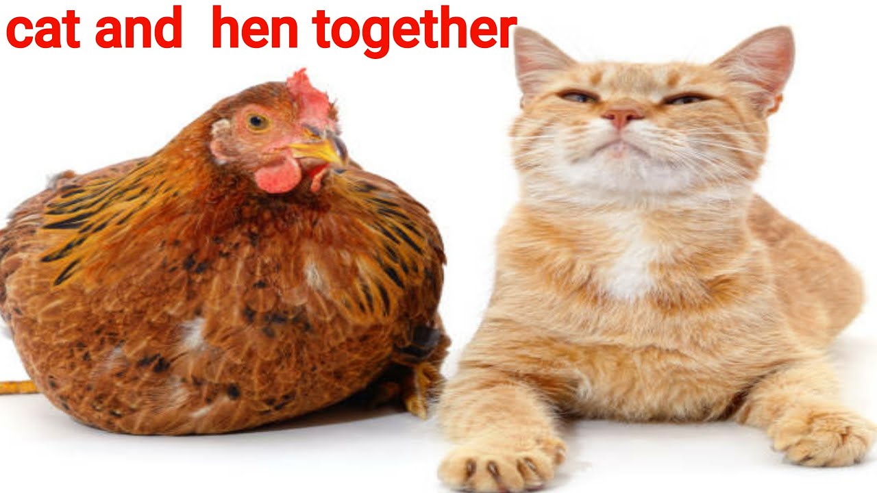 Exploring the World of Cats and HensCats and Hens: A Closer LookCats ...