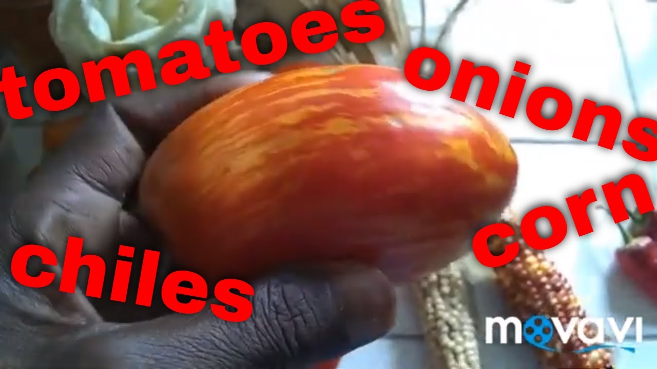 8/27/2019: various tomato varieties + Chimayo chiles & 'Martian Jewels ...