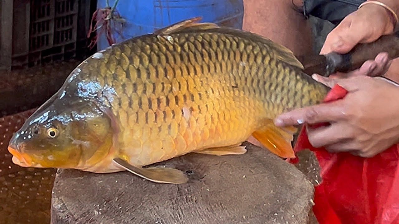 Amazing Big Carp Fish Cutting Skills In Fish Market | Fish Cutting ...
