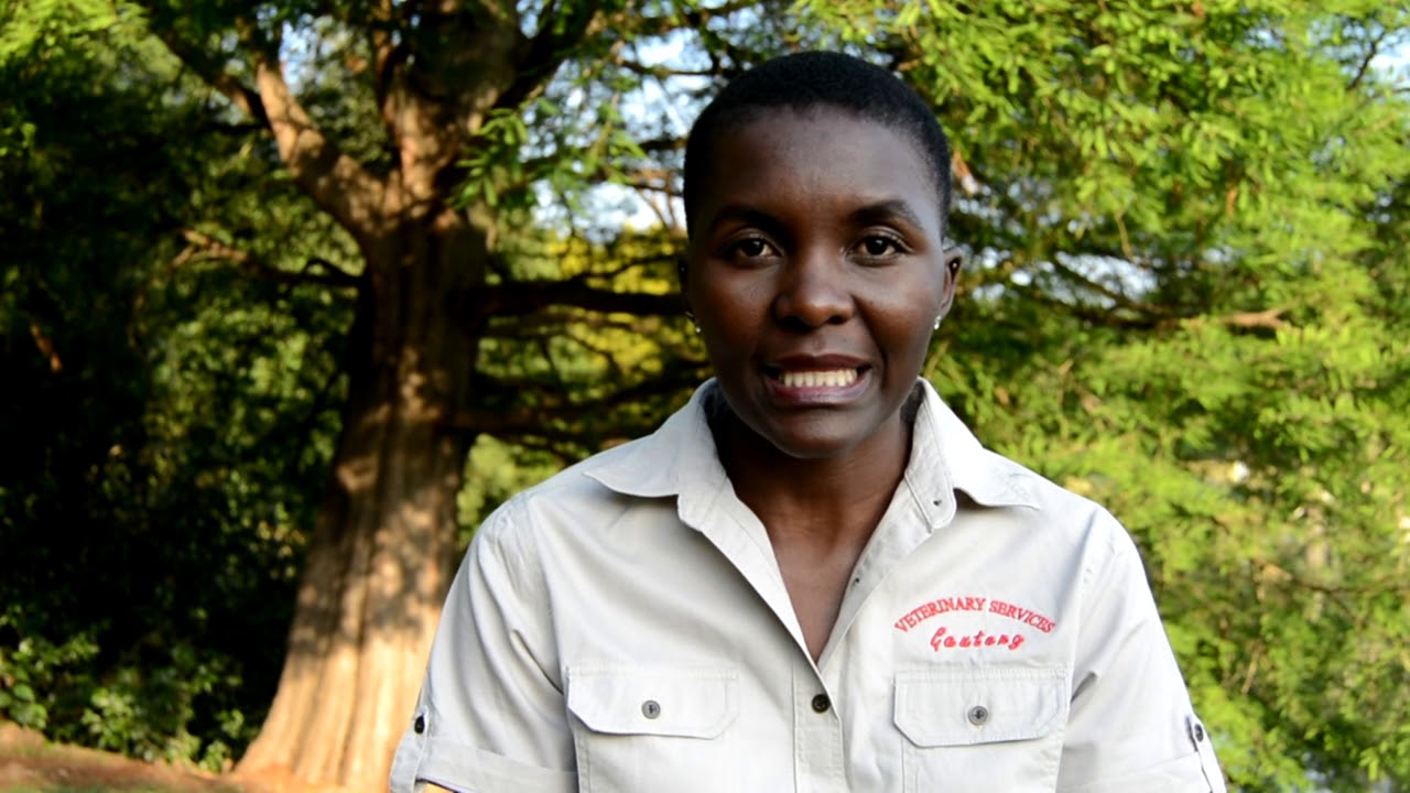 #VideoVet: Identify redwater in cattle - YouTube