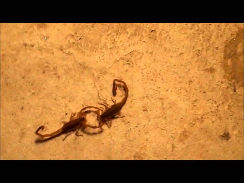 Scorpion Mating Dance "Promenade a deux" - Hold Me Now - YouTube