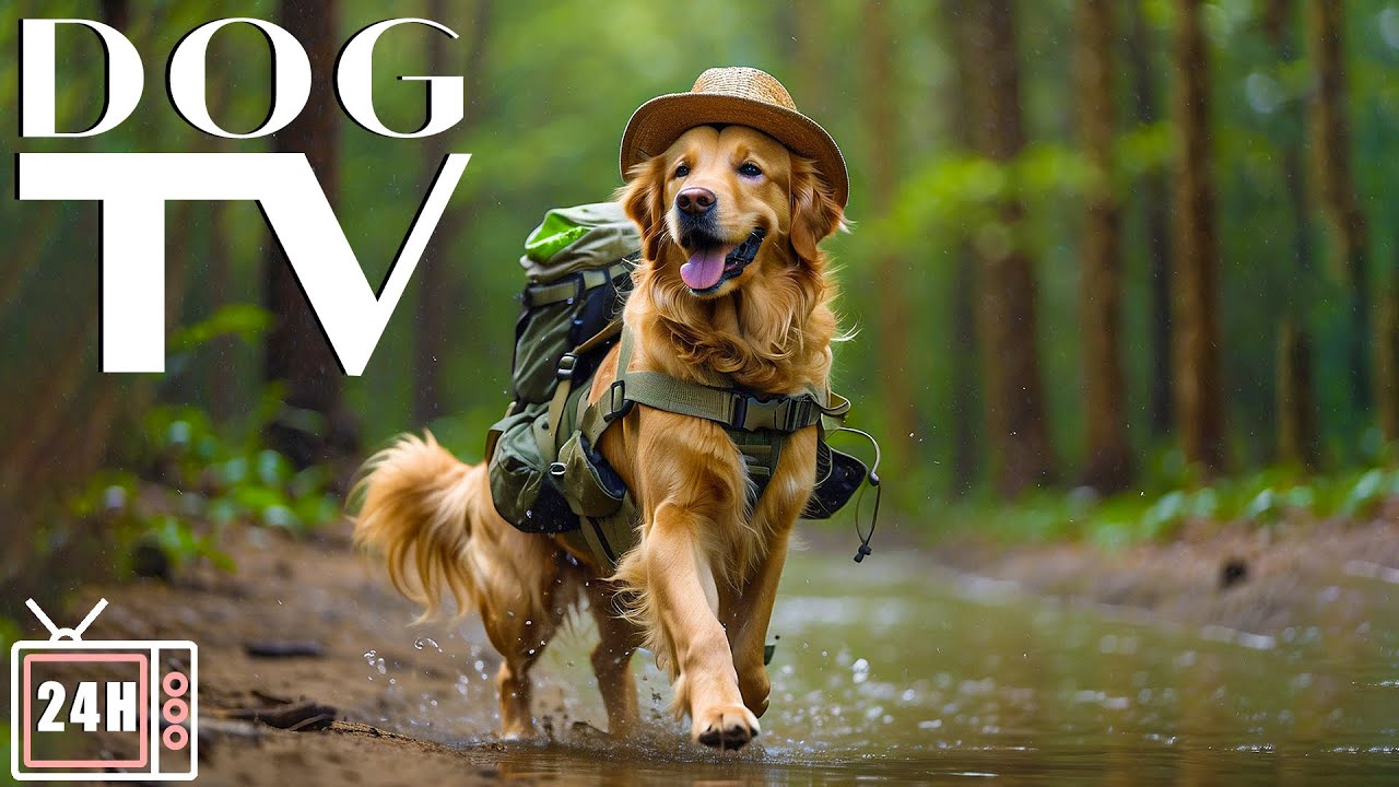 Dog TV Videos: Calming Dog Walking TV - Videos for Dogs to Prevent ...