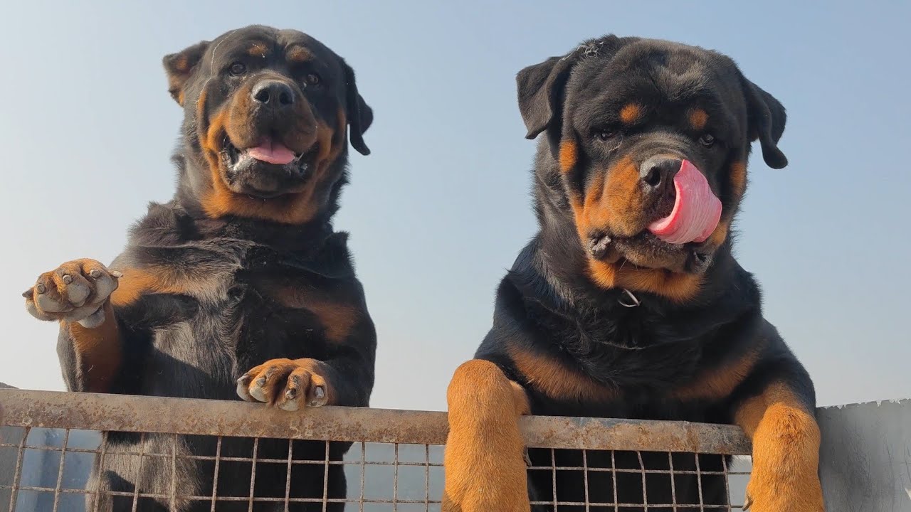 #rottweiler - YouTube