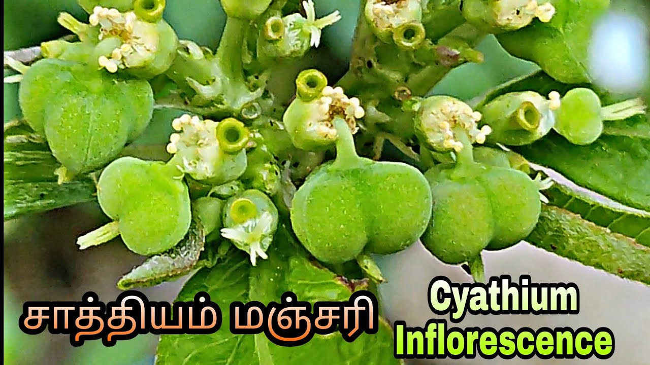 Cyathium Inflorescence in Euphorbia cyathophora - YouTube