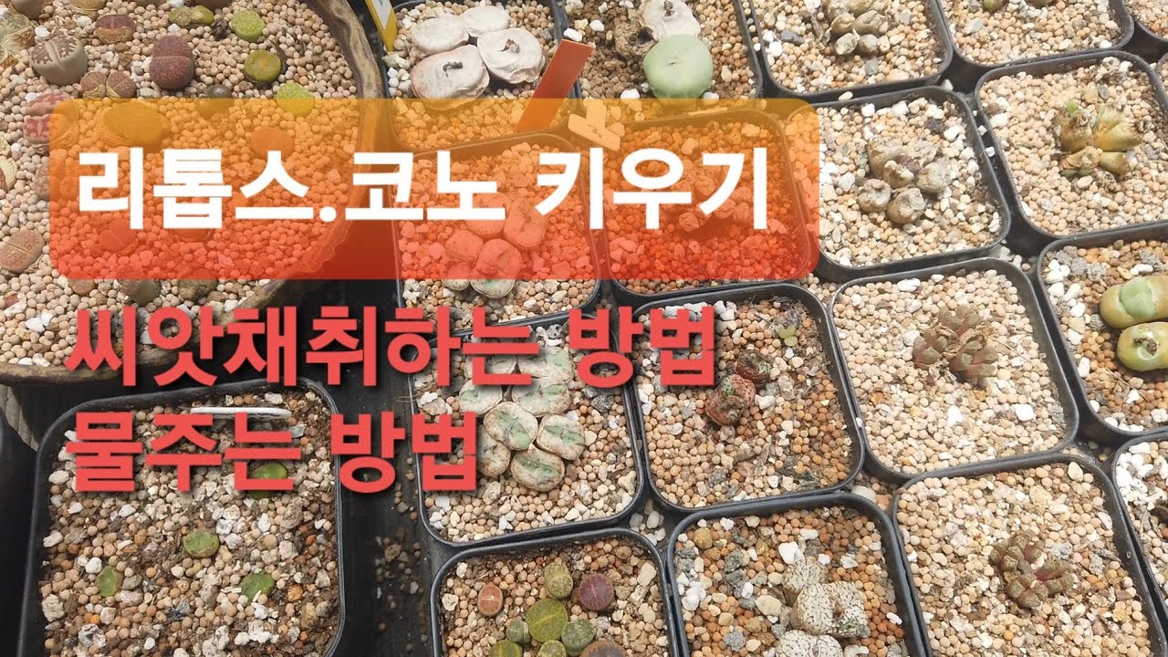 리톱스코노키우기씨앗채취하는 방법물주는 방법 리톱스키우기 리톱스씨앗채취하는방법 리톱스물주는방법 코노키우기 코노키우는방법 코노씨채취하기 다육이씨채취하기