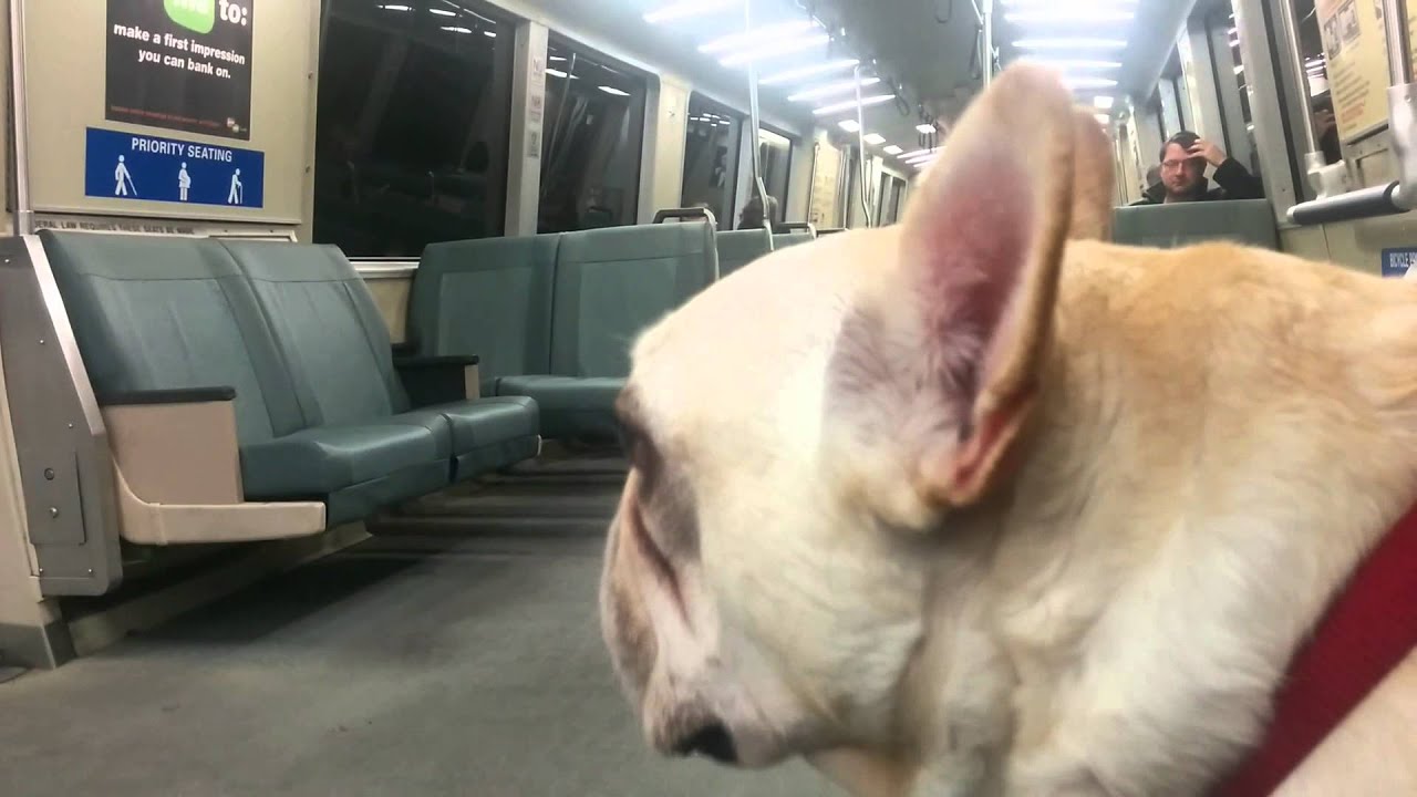 Gus the French bulldog in subway - YouTube