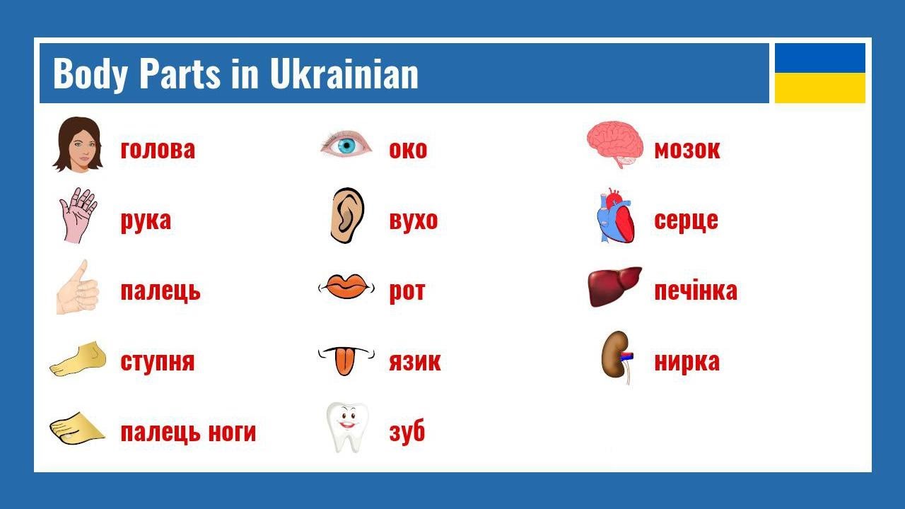 Body Parts in Ukrainian - YouTube