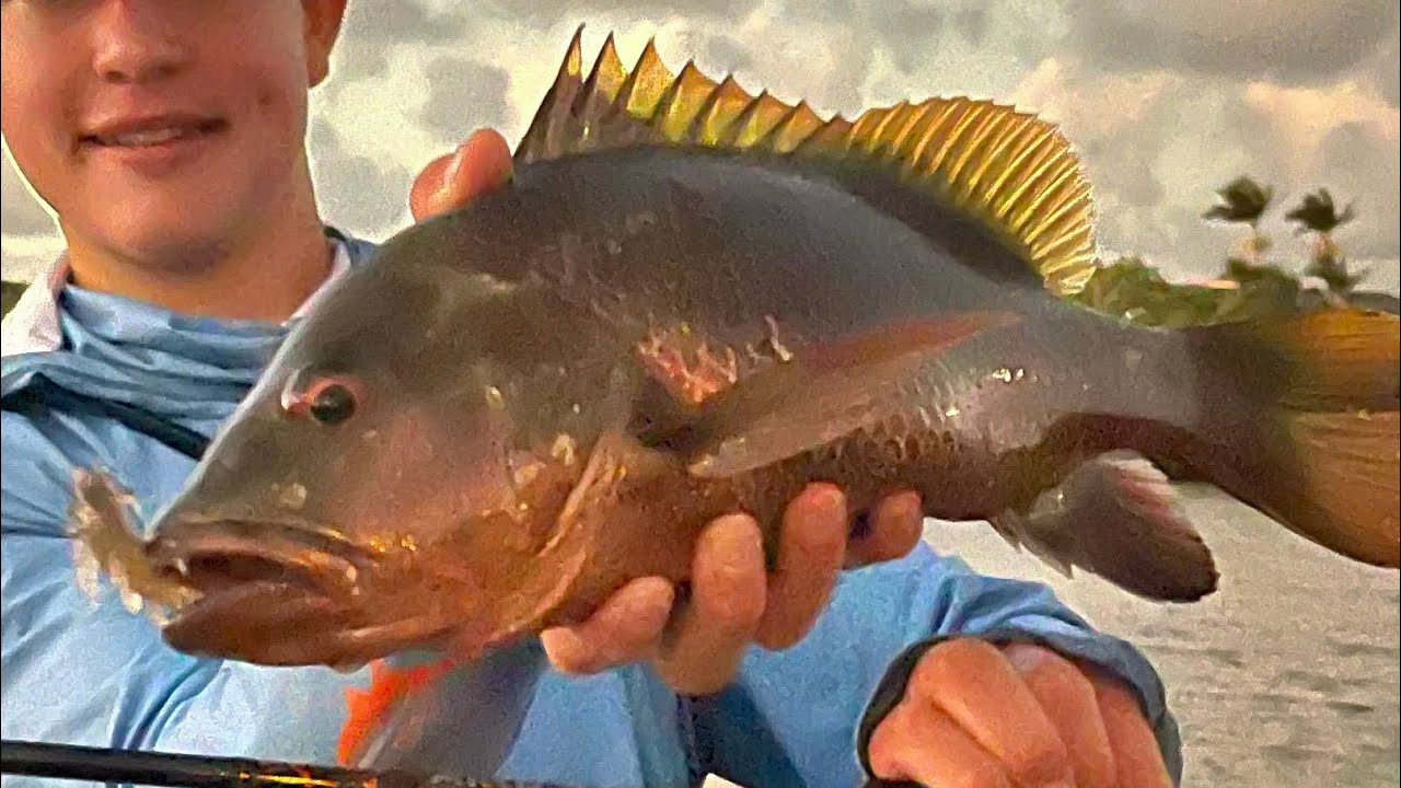 Mangrove Jack Love The MMD Pop Prawn! - YouTube