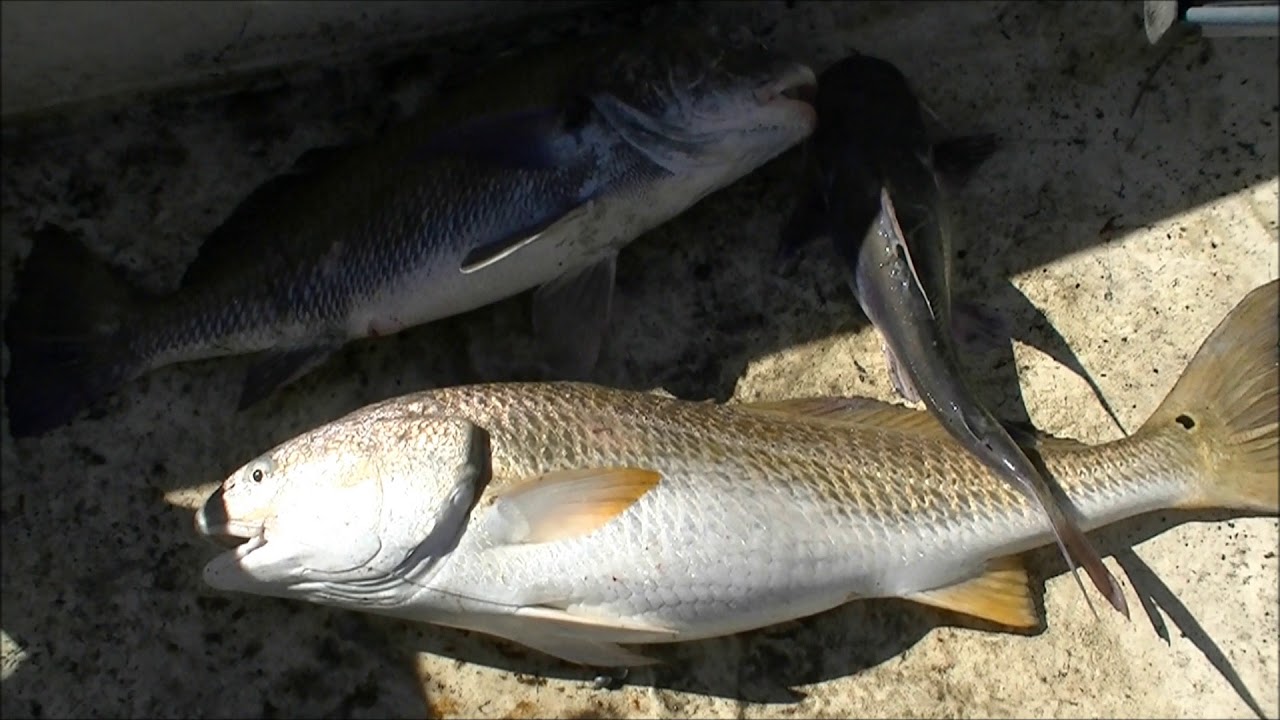 Redneck 101 - Bull Redfish at Calcasieu Pass, Louisiana - YouTube