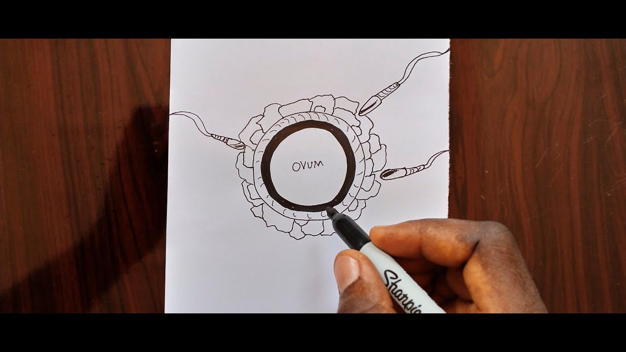 HOW TO DRAW FERTILIZATION OF EGGS IN THE OVUM/ STEP BY STEP DRAWING ...