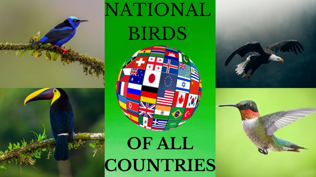"A Comprehensive Guide to the National Birds of Every Country" - YouTube