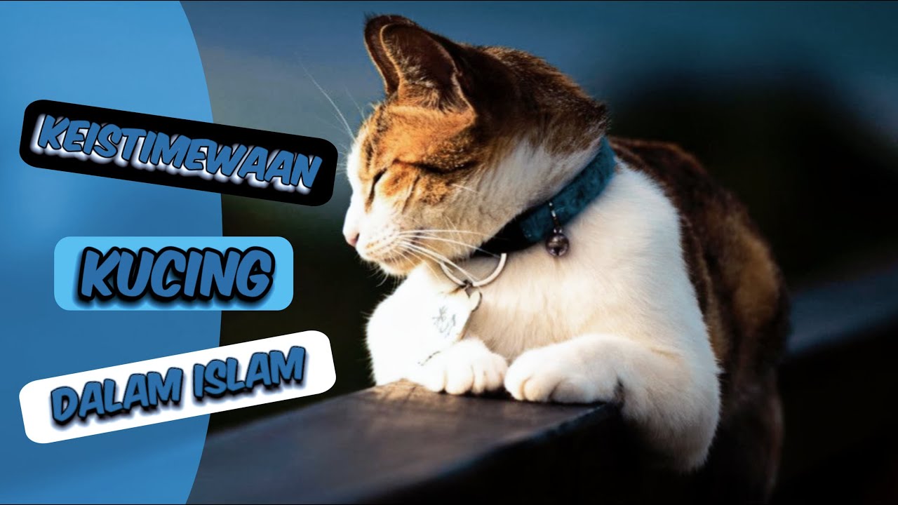BAGI PECINTA KUCING WAJIB TAHU INI!!! KEISTIMEWAAN KUCING DALAM ISLAM I ...