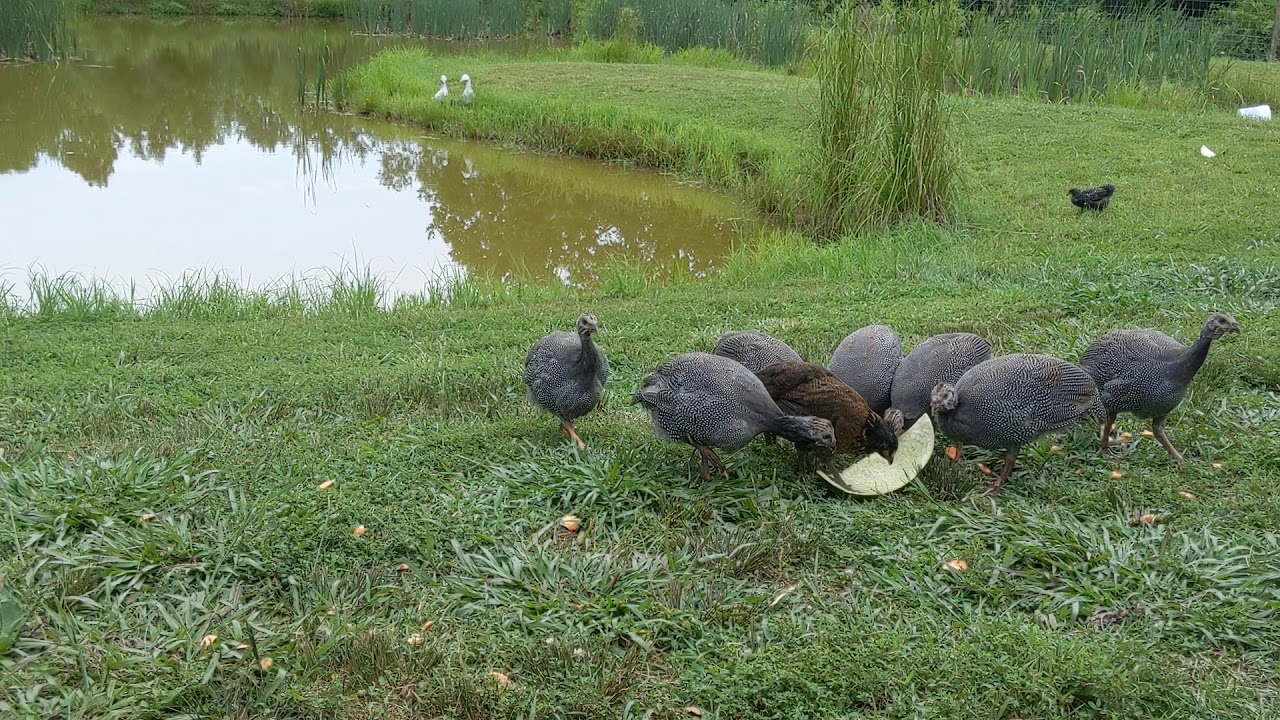 Guinea and chicken pullets - YouTube