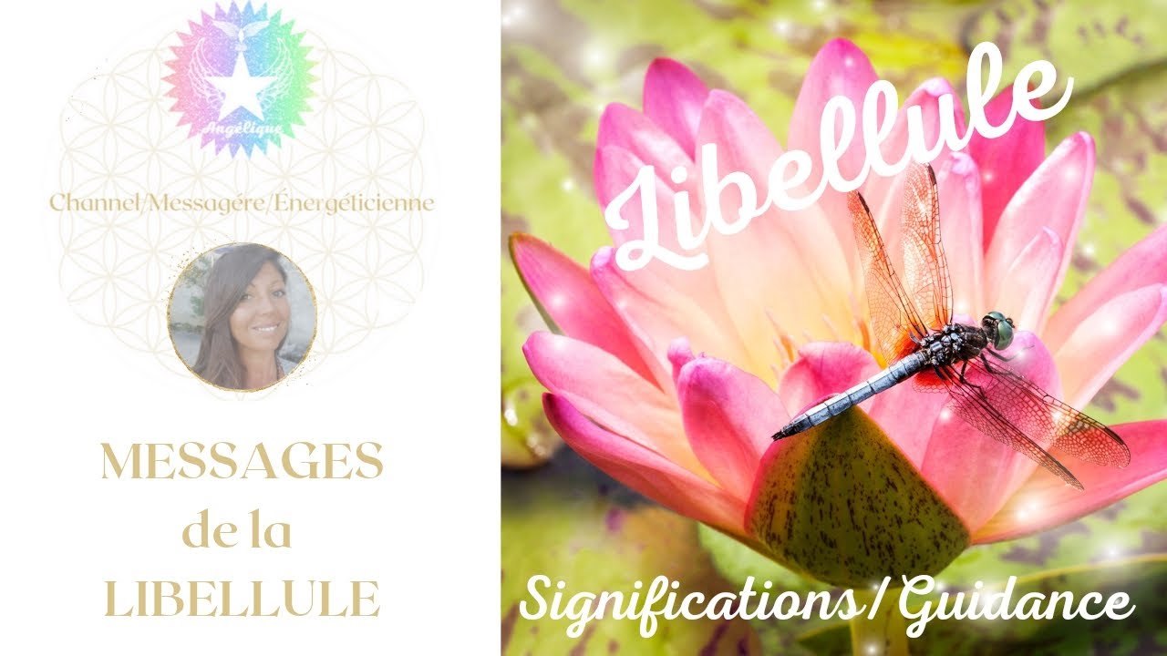 🤍 Messages / Significations/ Guidance #libellule - YouTube
