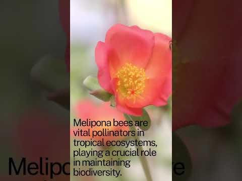 What Plants Do The Melipona Bees Pollinate