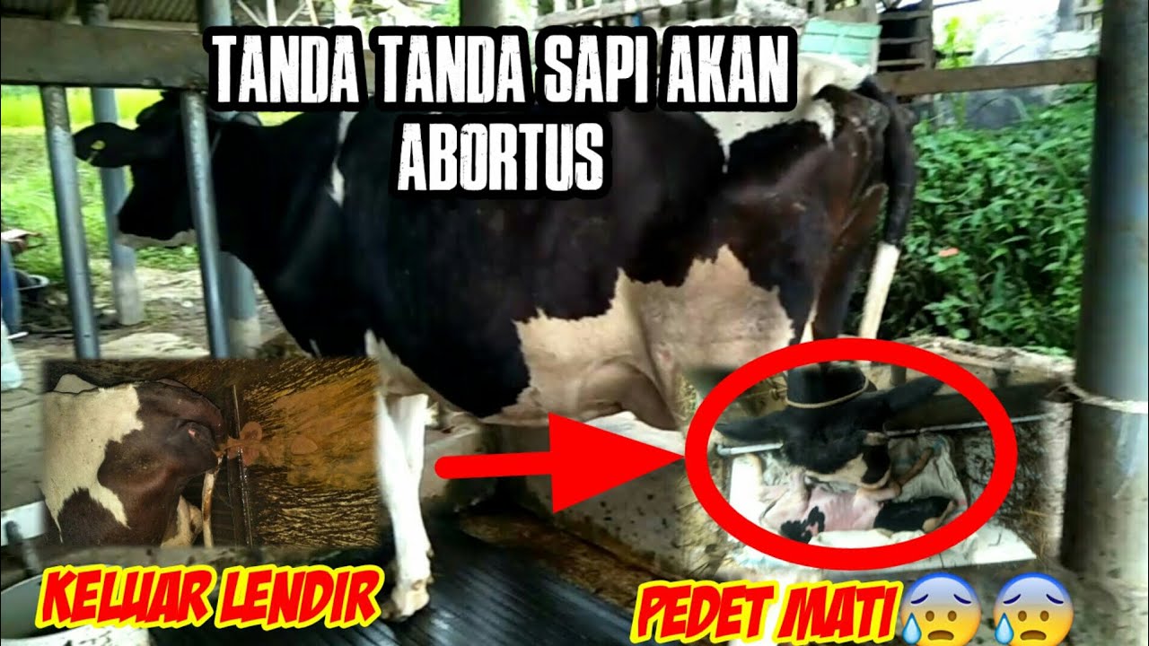 tanda tanda sapi akan abortus - YouTube