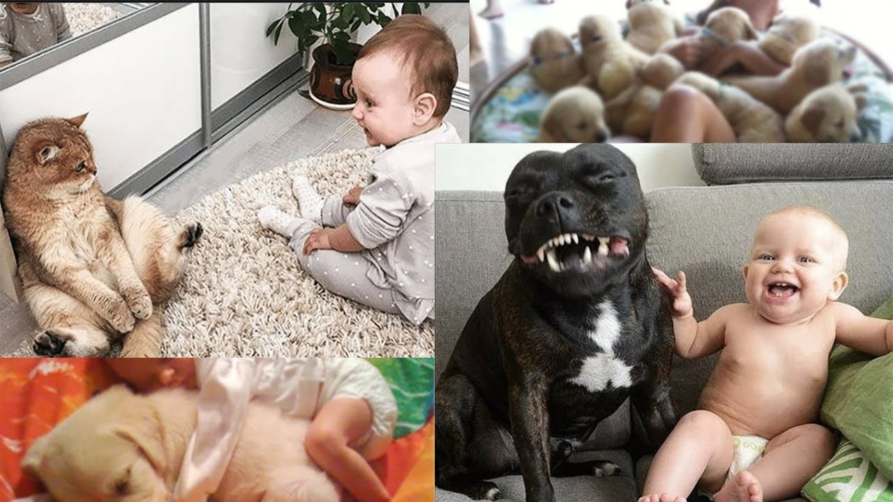 AWW CUTE BABY ANIMALS - Moments of HAPPY and LAUGH of friendships of ...