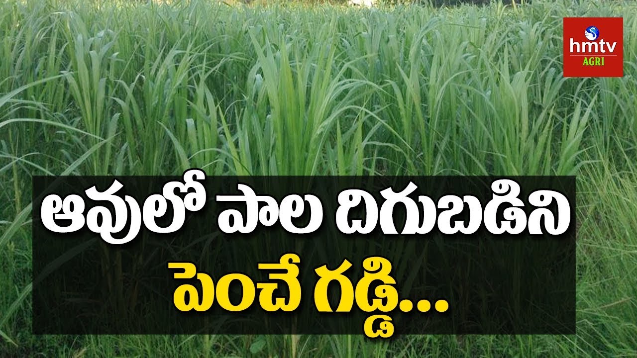 Super Napier Grass Cultivation | hmtv Agri - YouTube