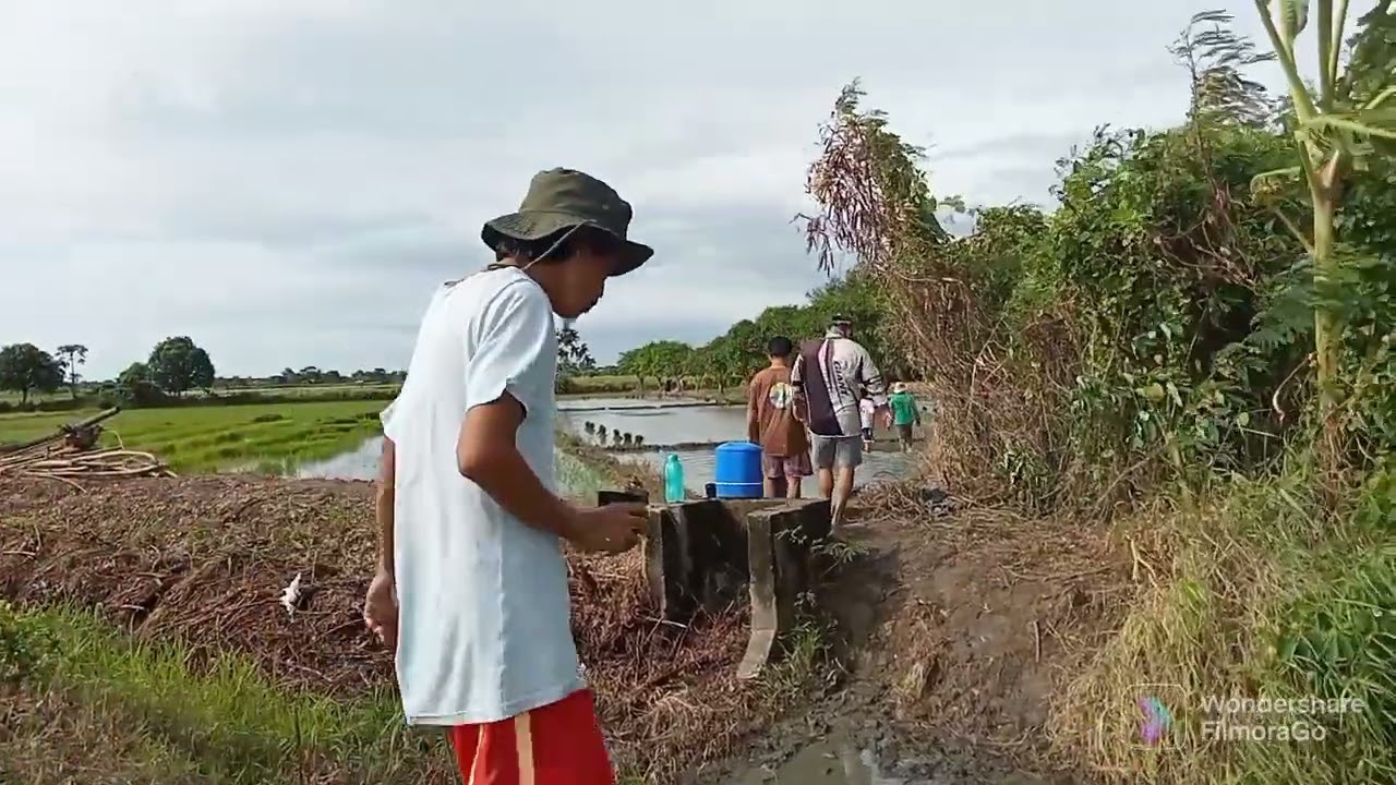 LIFE IN THE FARM... TRANSFERRING RICE PLANT IN THE FIELD /PART 2 # ...