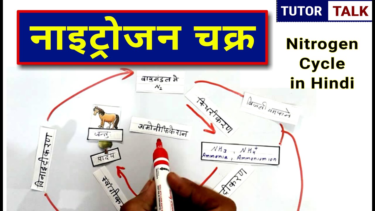 Nitrogen Cycle In Hindi YouTube nitrogen-cycle-in-hindi-youtube