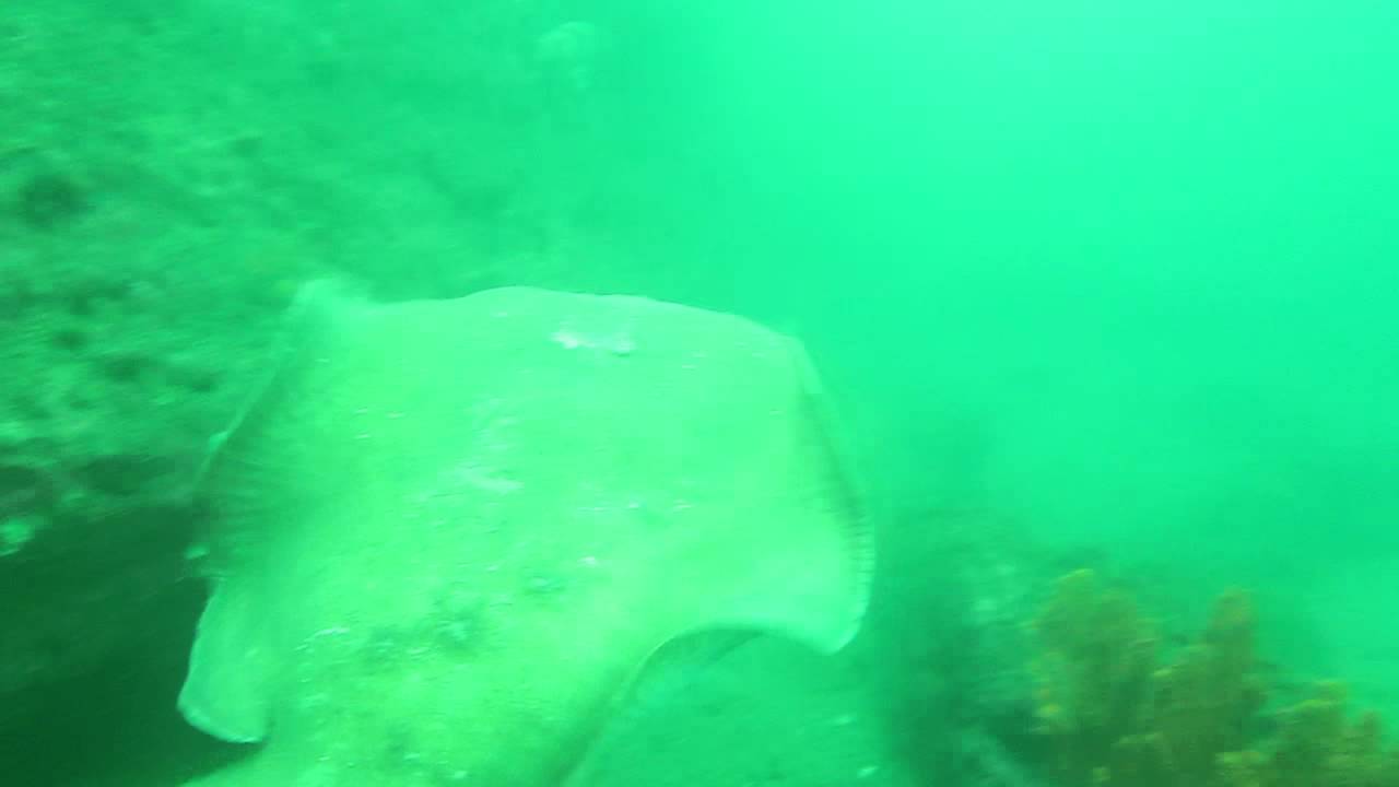 Very Pregnant Numbray - YouTube