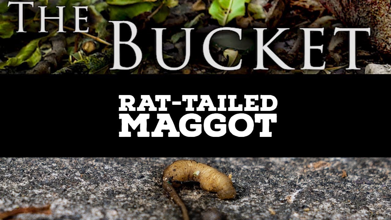 The Bucket - Rat-tailed maggot pulling wood for his life 😯 - YouTube