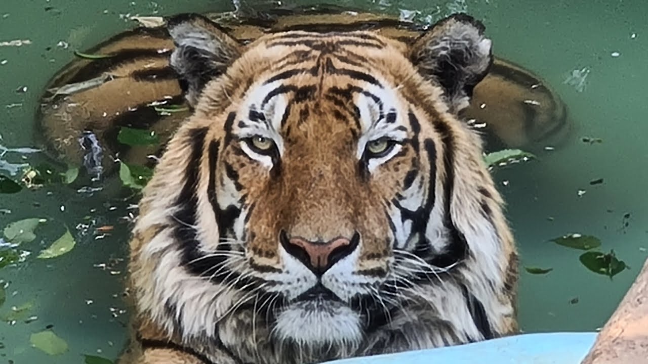 Wednesday and Michael jamison is live! - YouTube