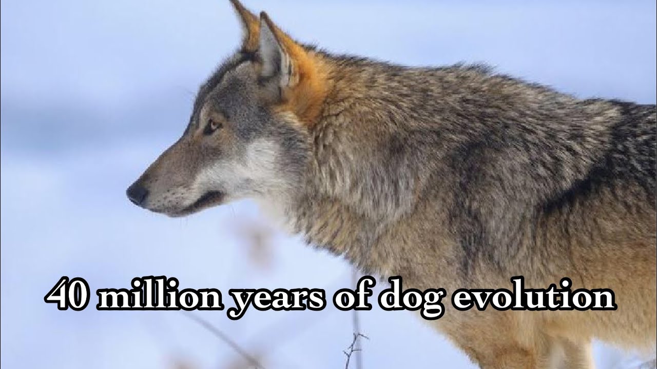 40 million years of dog evolution - YouTube